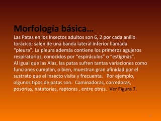 Insectos4 slideshare | PPT