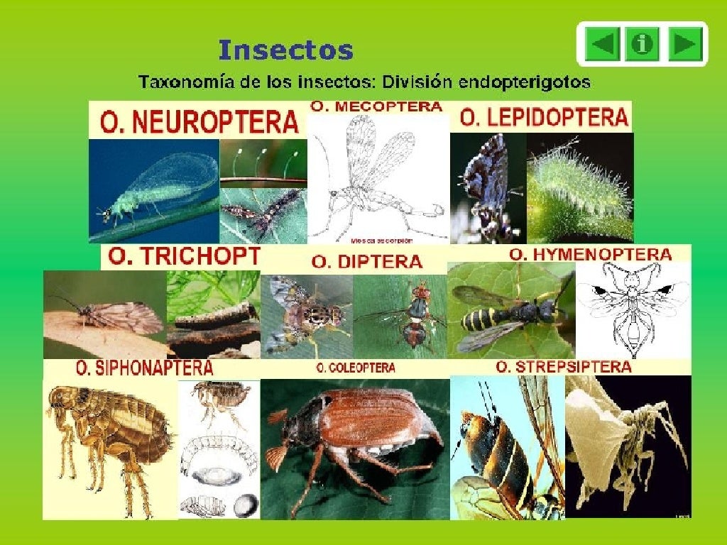 Insectos,Bacterias,Virus Y Hongos