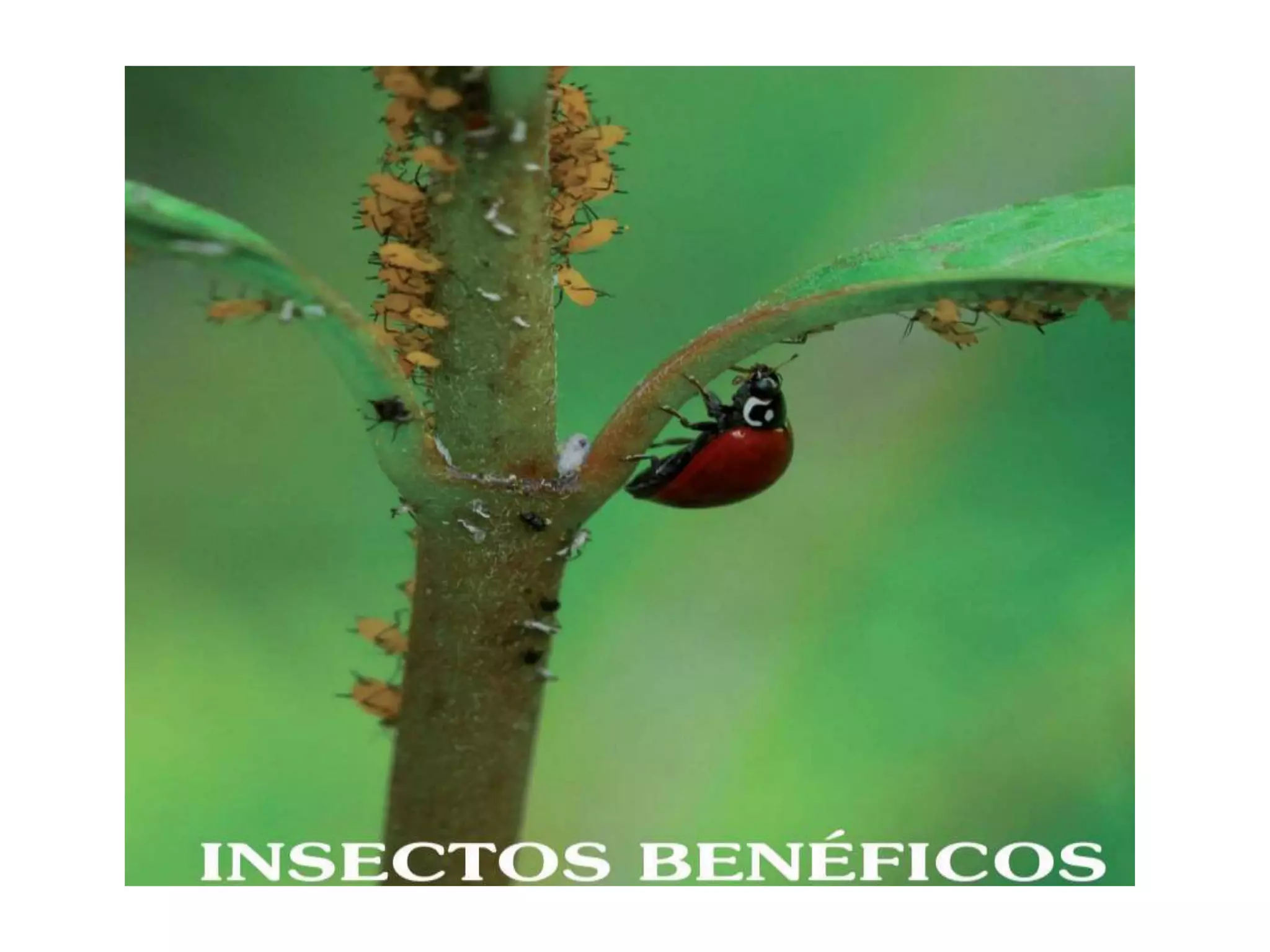 Insectos beneficos | PPTX