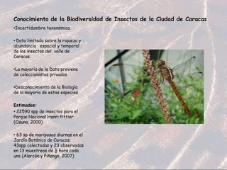 Introducción a los Insectos de Caracas. José Piñango. | PPTX