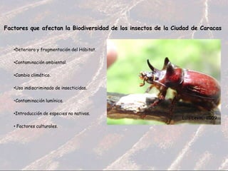 Introducción a los Insectos de Caracas. José Piñango. | PPTX