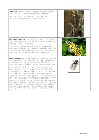 Insectos de mexico | DOC