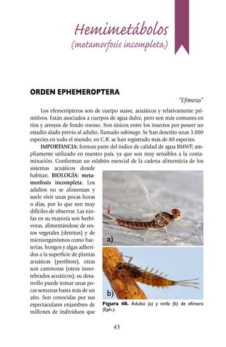 Insectosimpagri web | PDF