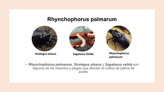 INSECTOS PALMA DE ACEITE.pptx