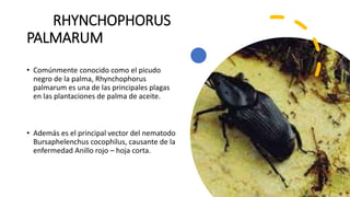 INSECTOS PALMA DE ACEITE.pptx