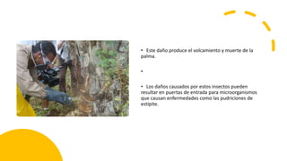 INSECTOS PALMA DE ACEITE.pptx