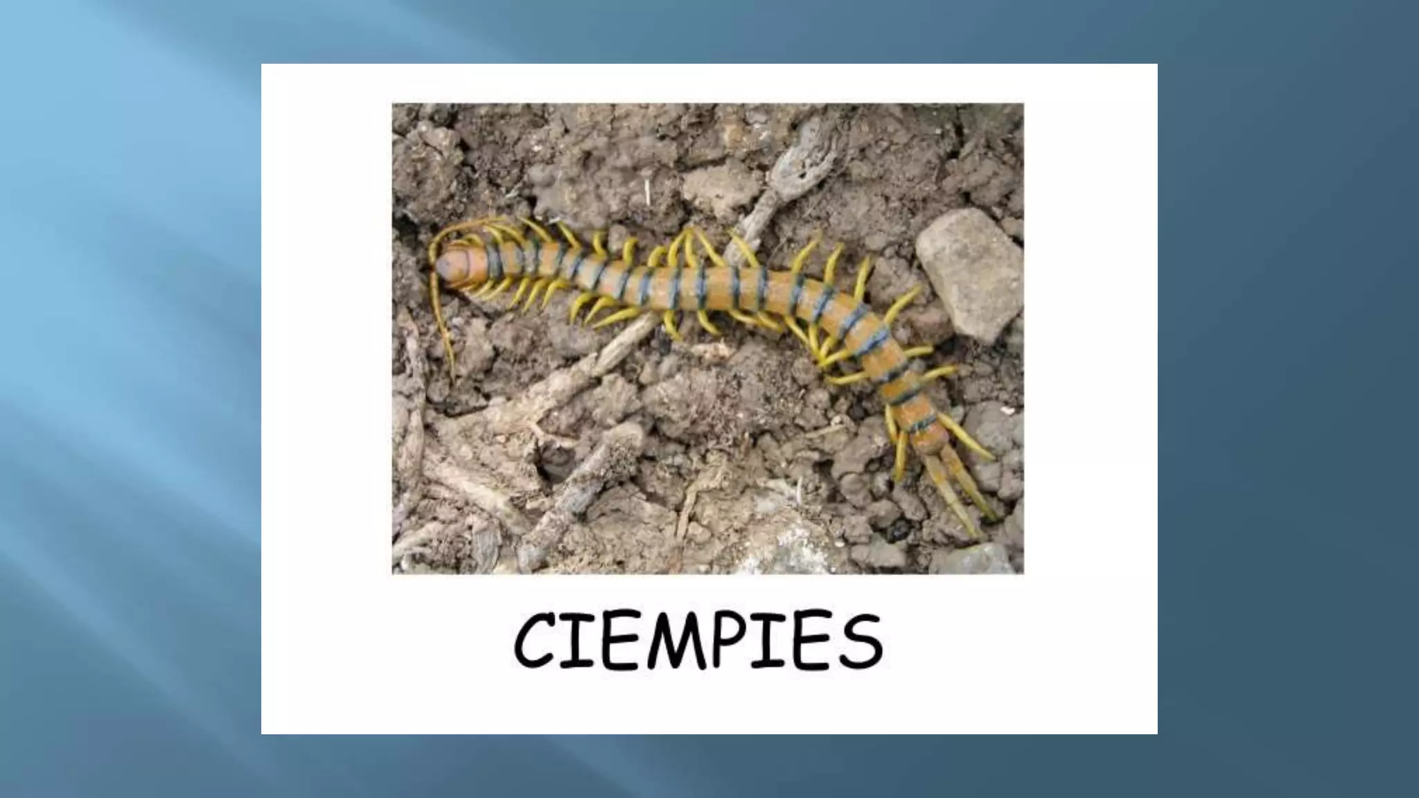 Insectos power point | PPT