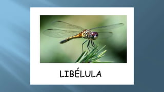 Insectos power point | PPT