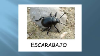 Insectos power point | PPT