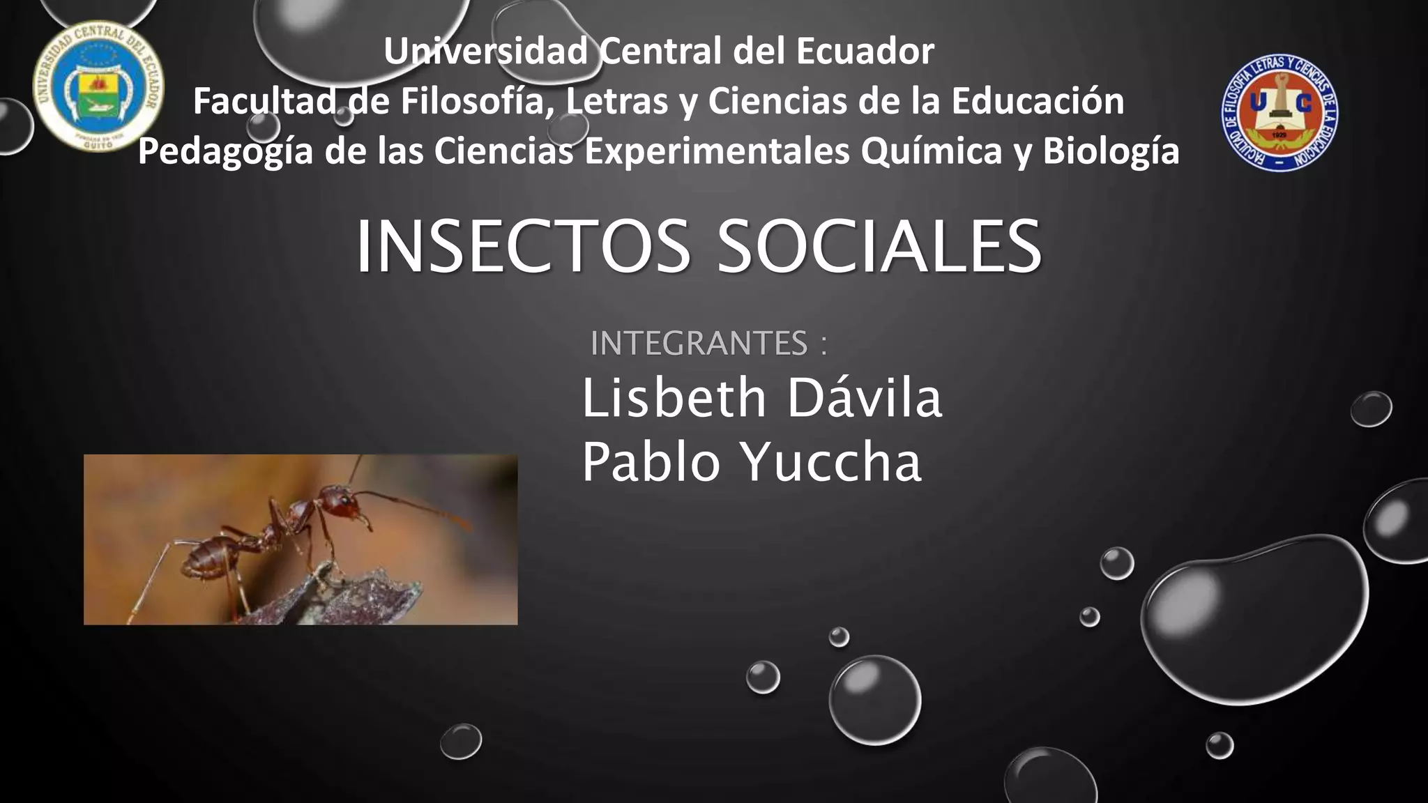 Insectos sociales | PPT