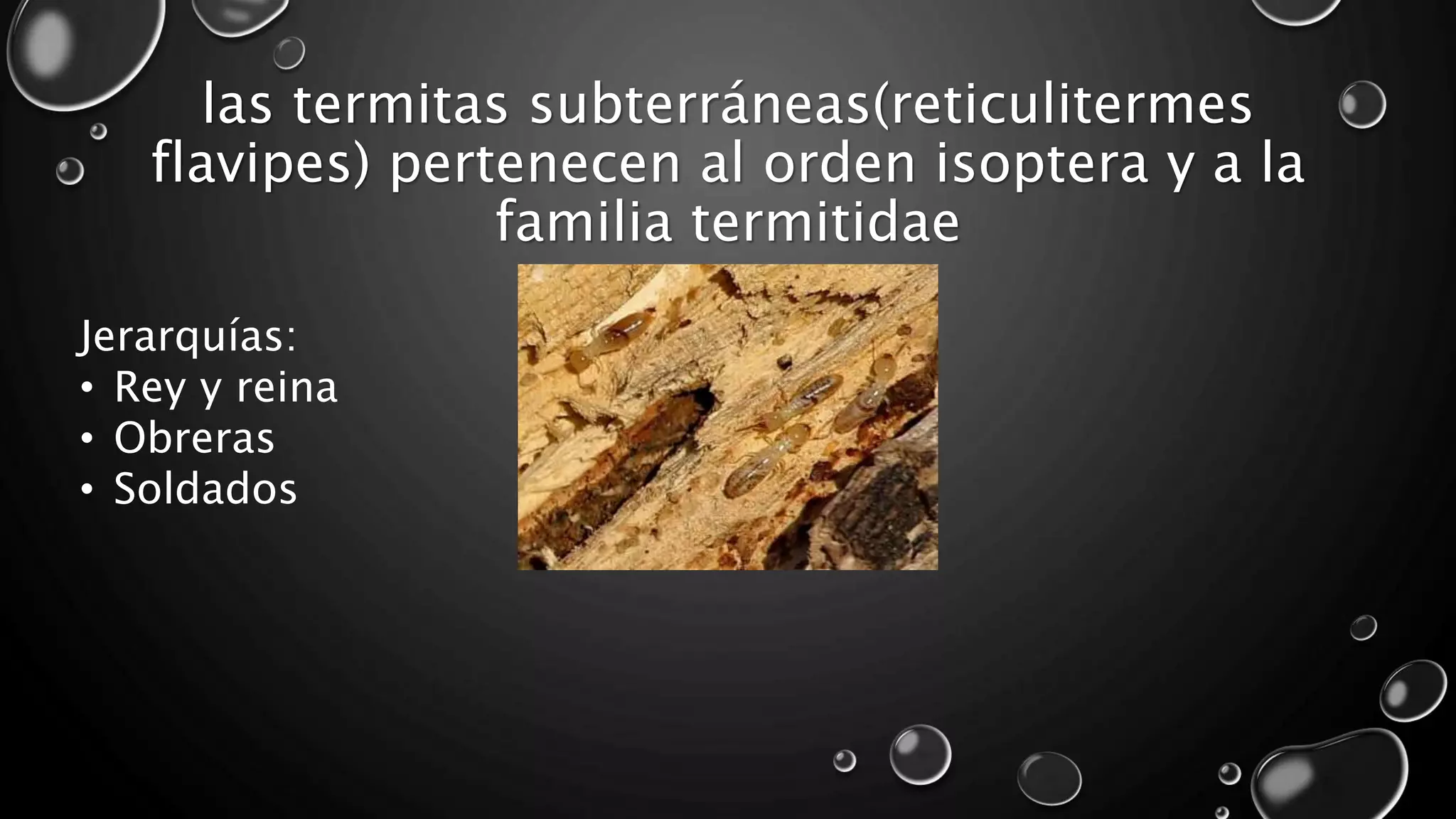 Insectos sociales | PPT