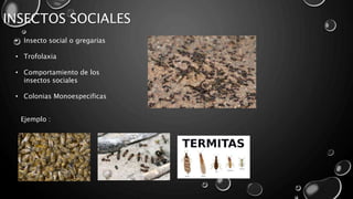 Insectos sociales | PPTX