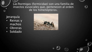 Insectos sociales | PPTX