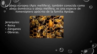 Insectos sociales | PPTX