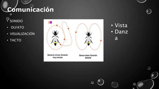 Insectos sociales | PPTX
