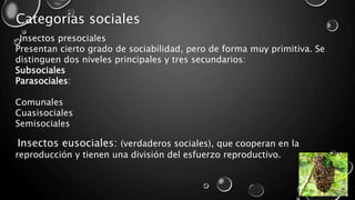 Insectos sociales | PPTX