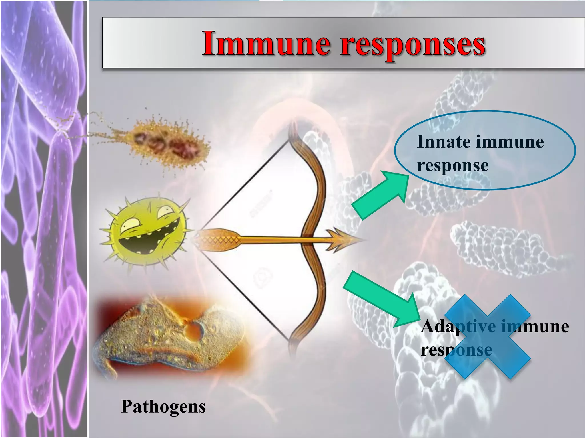 Molecular mechanism of insect immunity | PPTX