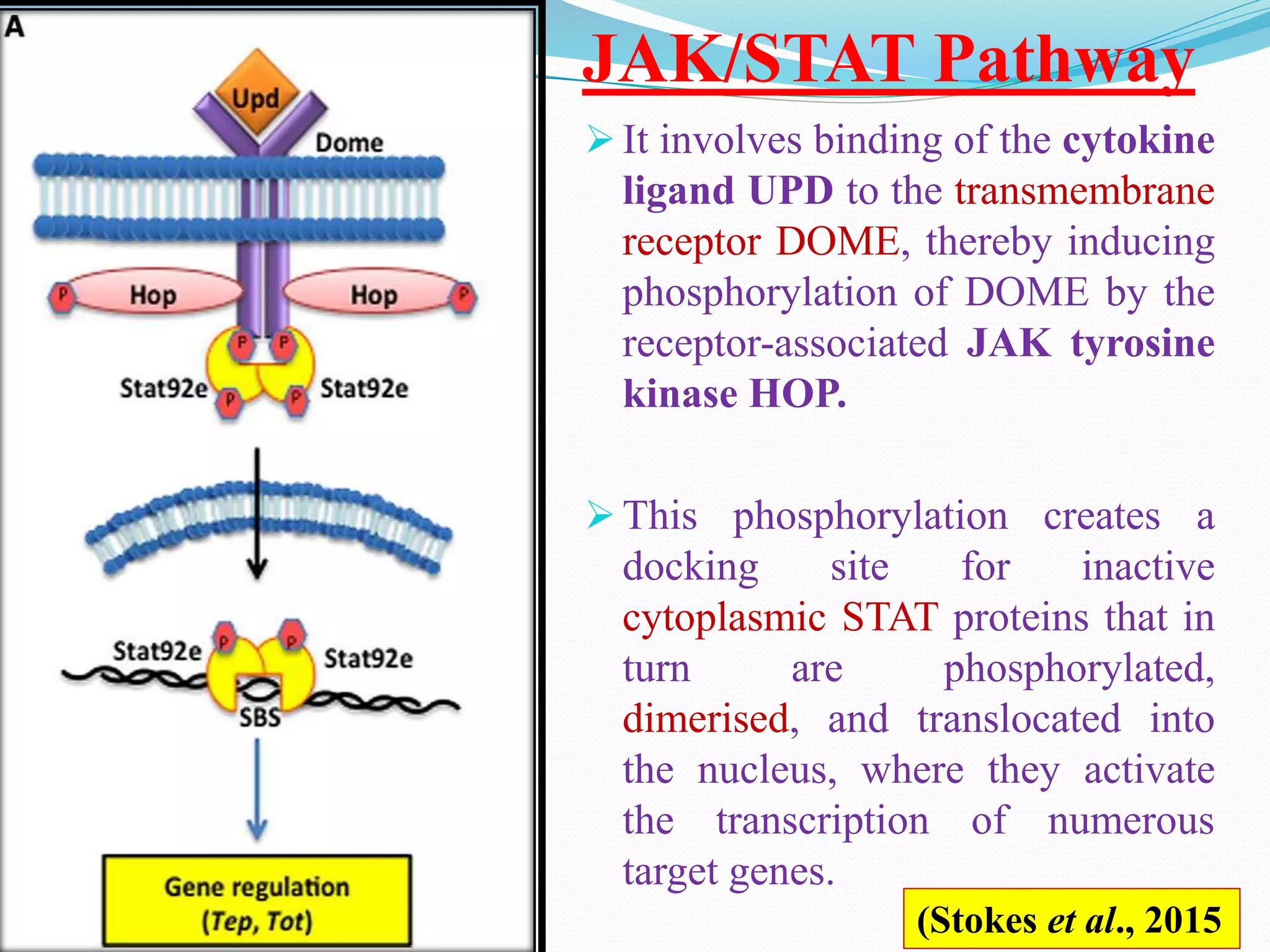 Molecular mechanism of insect immunity | PPTX