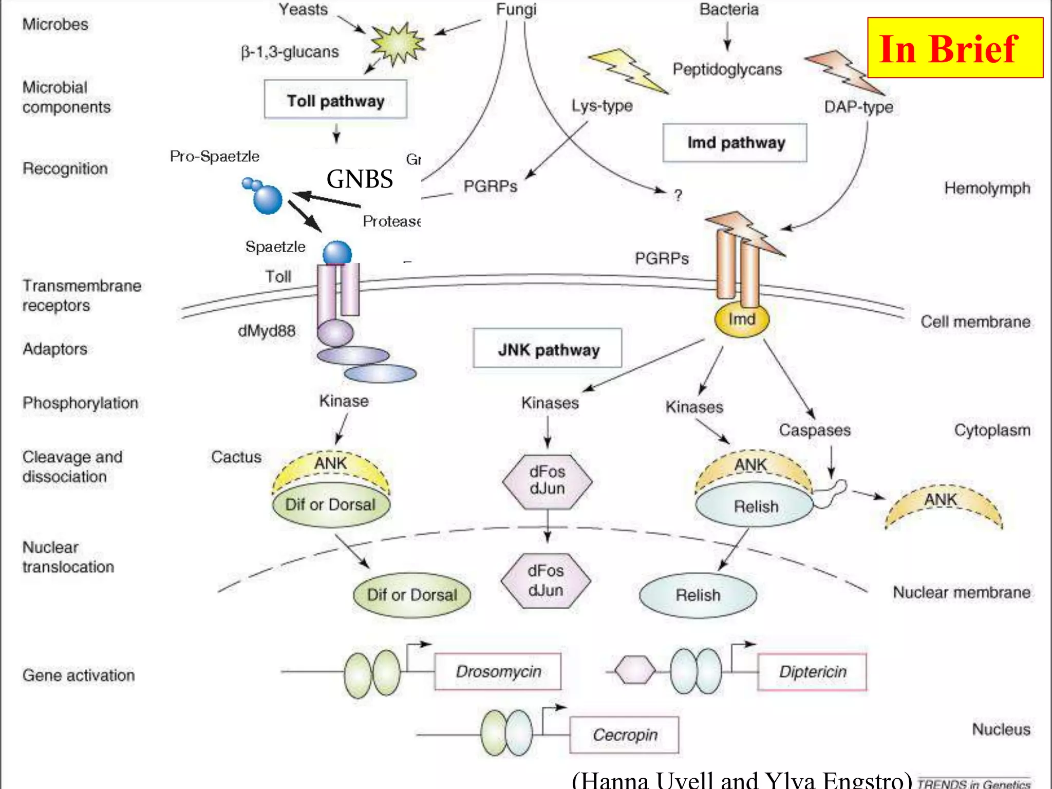 Molecular mechanism of insect immunity | PPTX