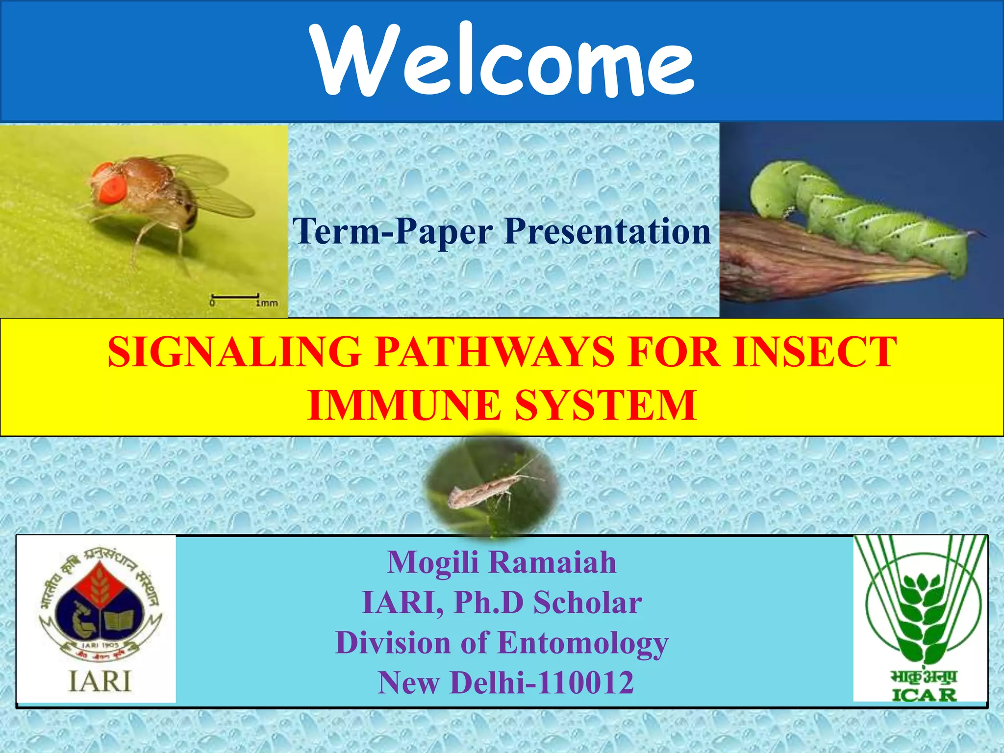 Molecular mechanism of insect immunity | PPTX