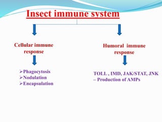 Molecular mechanism of insect immunity | PPTX