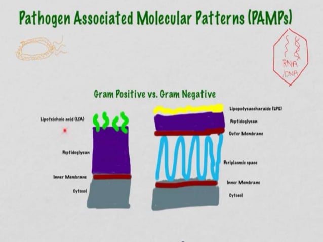 Molecular mechanism of insect immunity | PPTX
