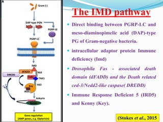Molecular mechanism of insect immunity | PPTX