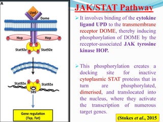 Molecular mechanism of insect immunity | PPTX