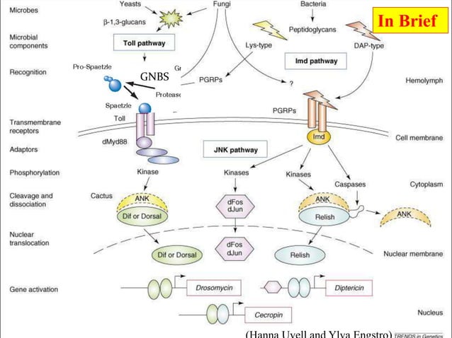 Molecular mechanism of insect immunity | PPTX