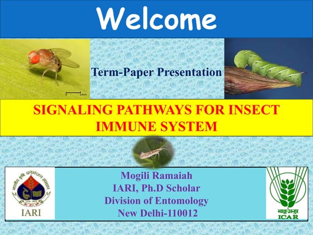 Molecular mechanism of insect immunity | PPTX