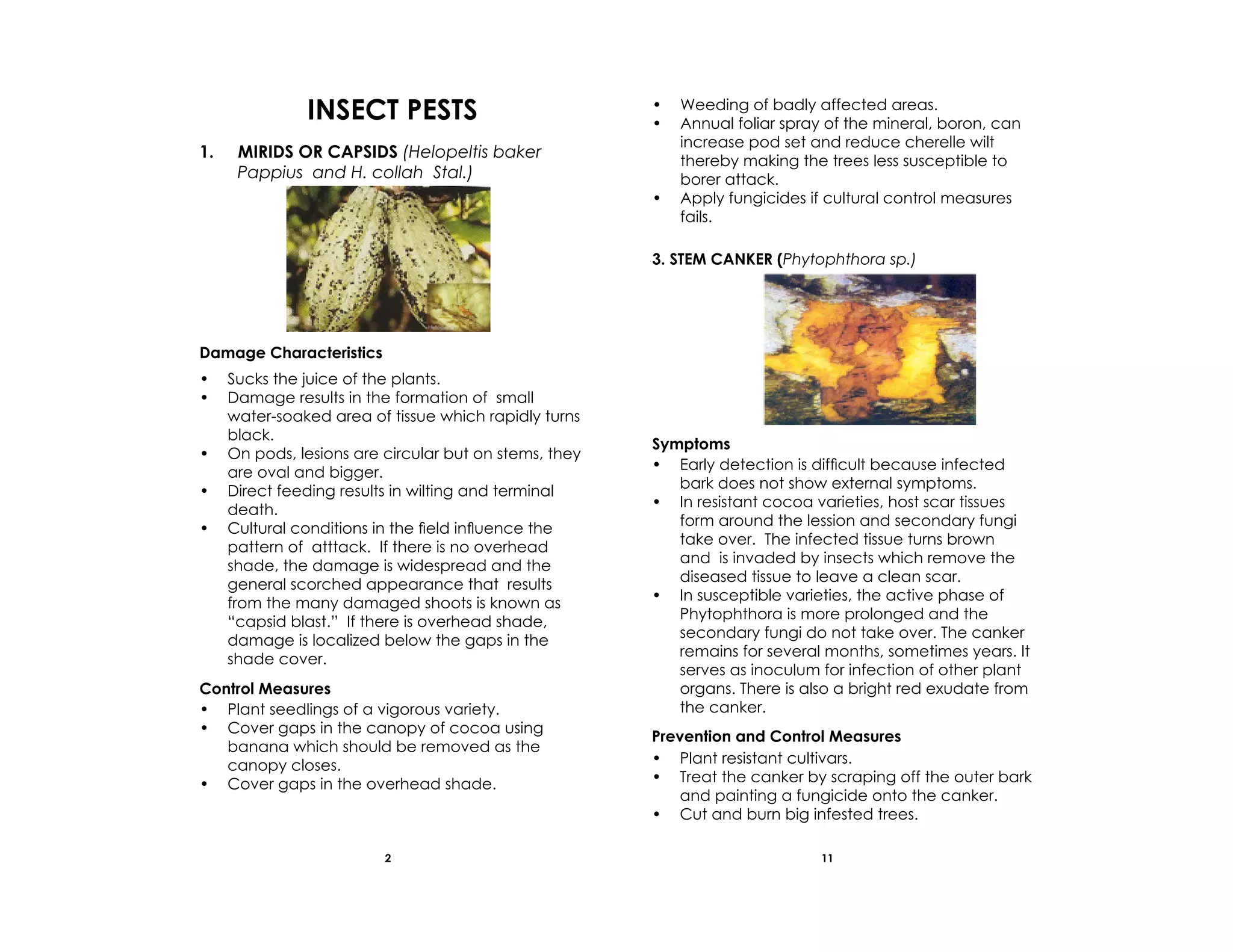 CACAO Insect, Pest, Diseases, and Management | PDF