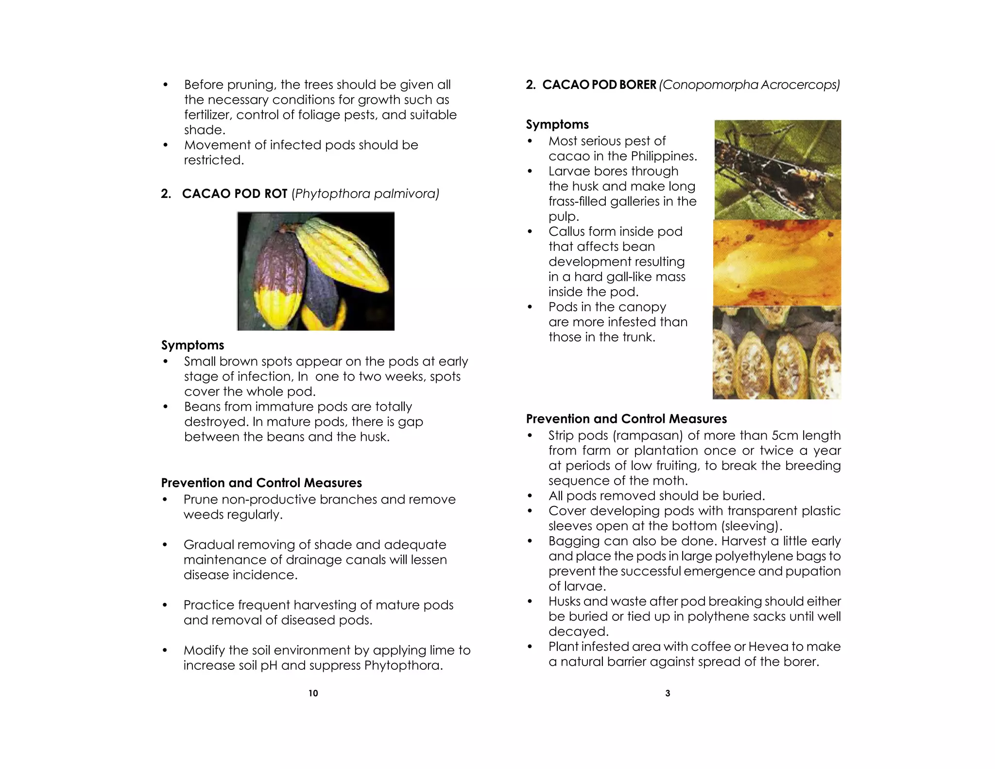 CACAO Insect, Pest, Diseases, and Management | PDF
