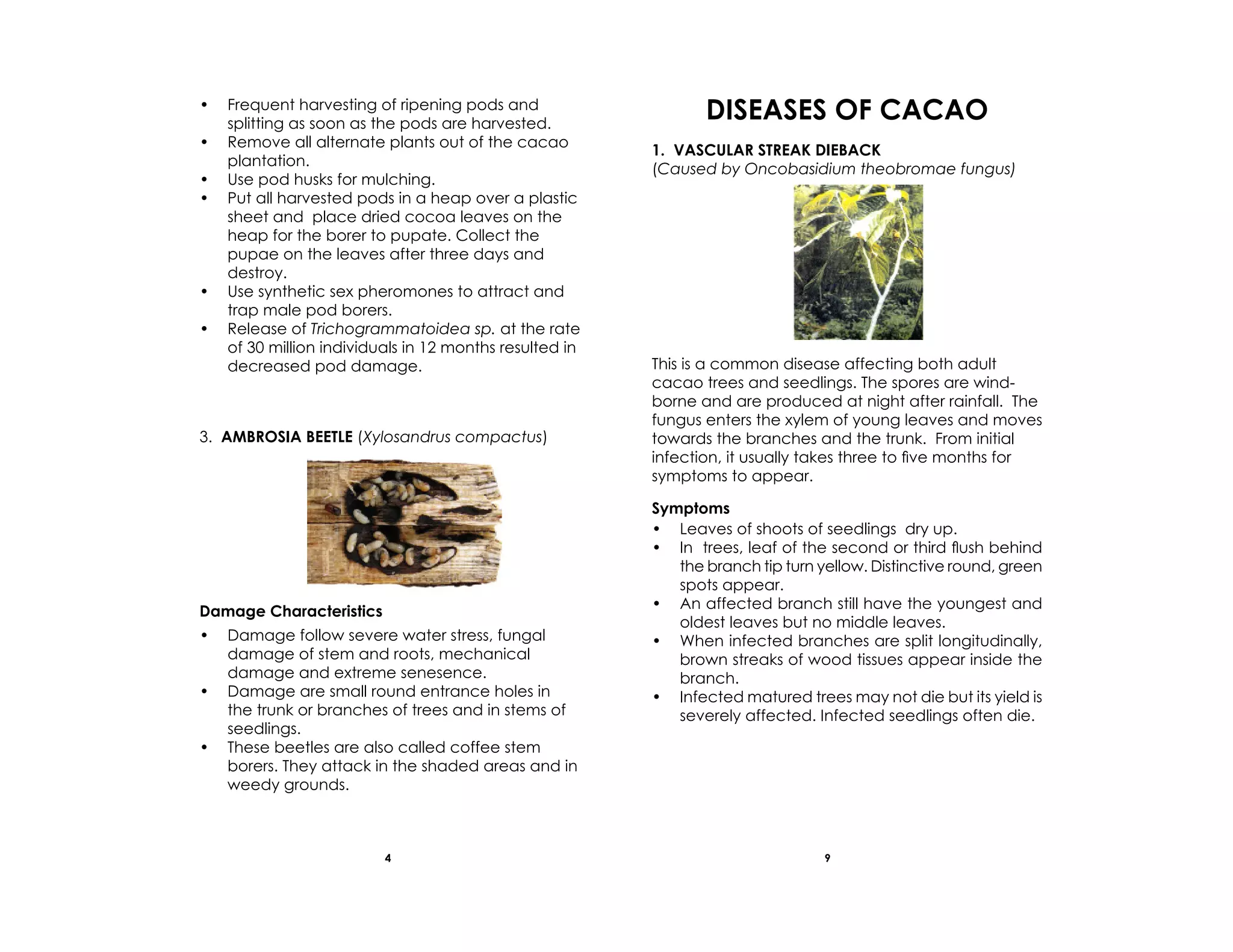 CACAO Insect, Pest, Diseases, and Management | PDF