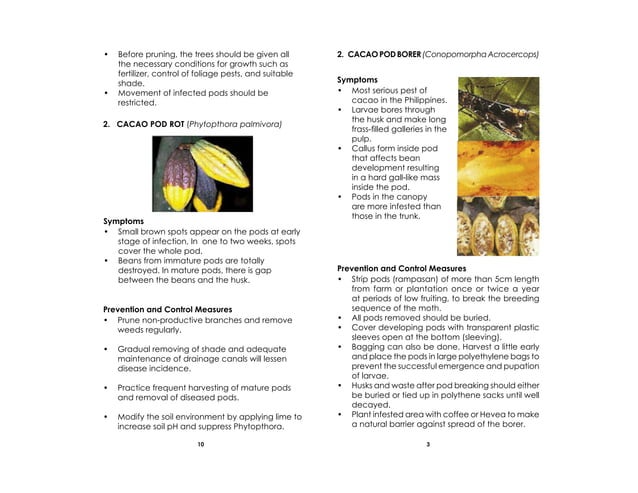 CACAO Insect, Pest, Diseases, and Management | PDF
