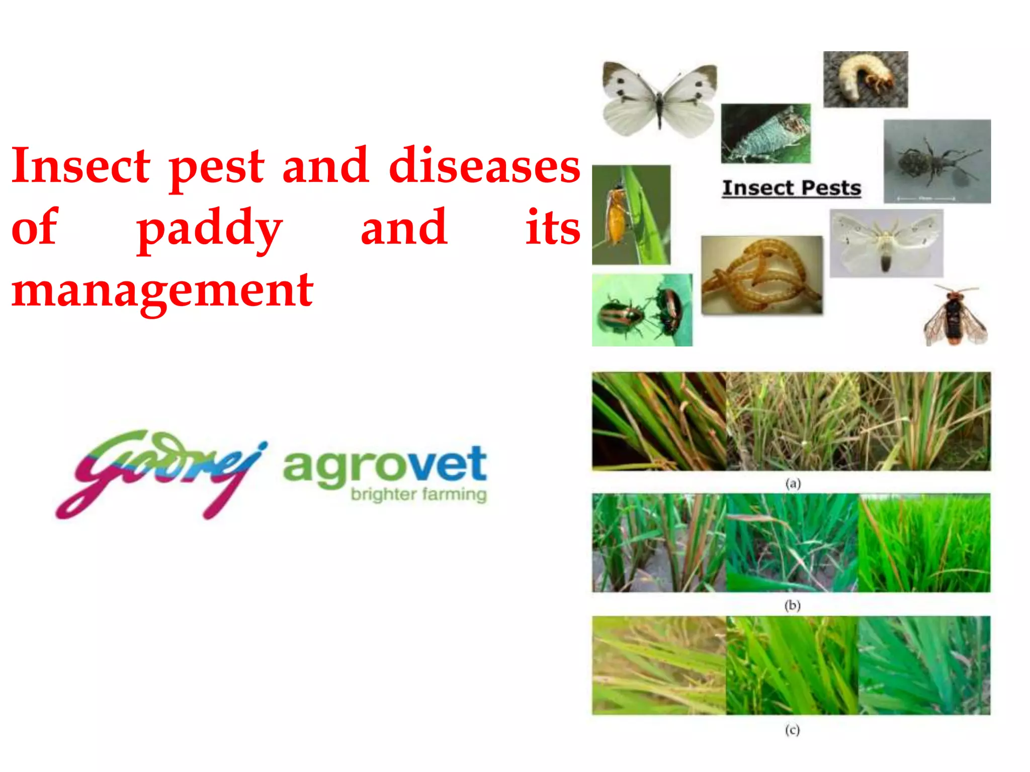 Insect pest and diseases of paddy and its management.pptx ...