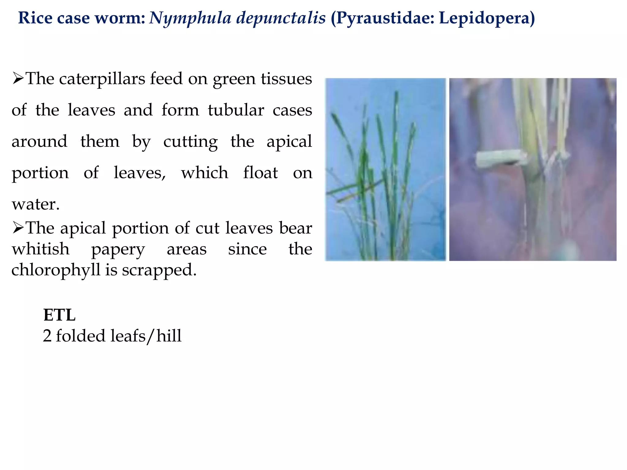 Insect pest and diseases of paddy and its management.pptx ...