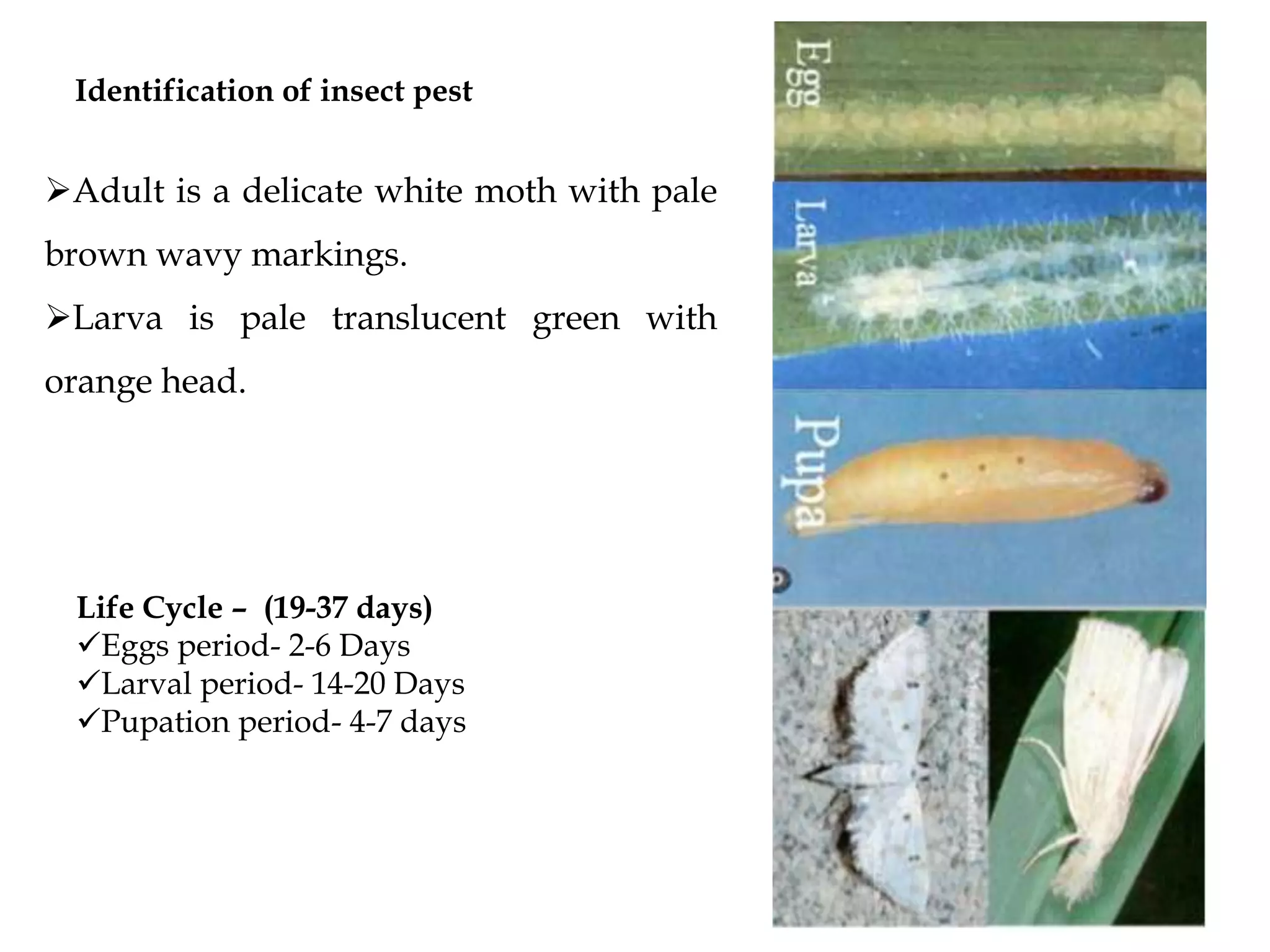 Insect pest and diseases of paddy and its management.pptx ...