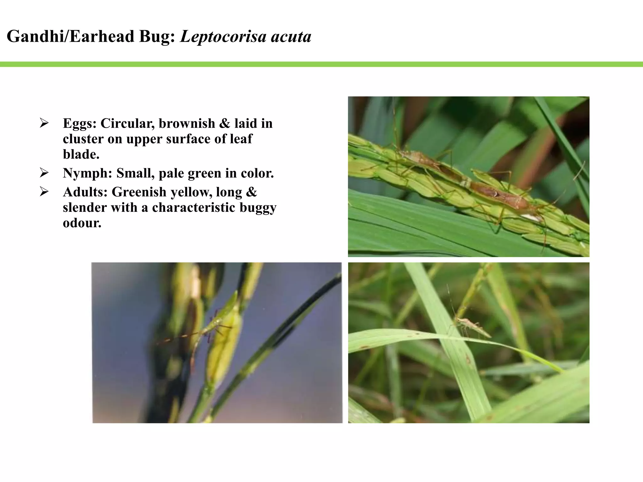 Insect pest and diseases of paddy and its management.pptx