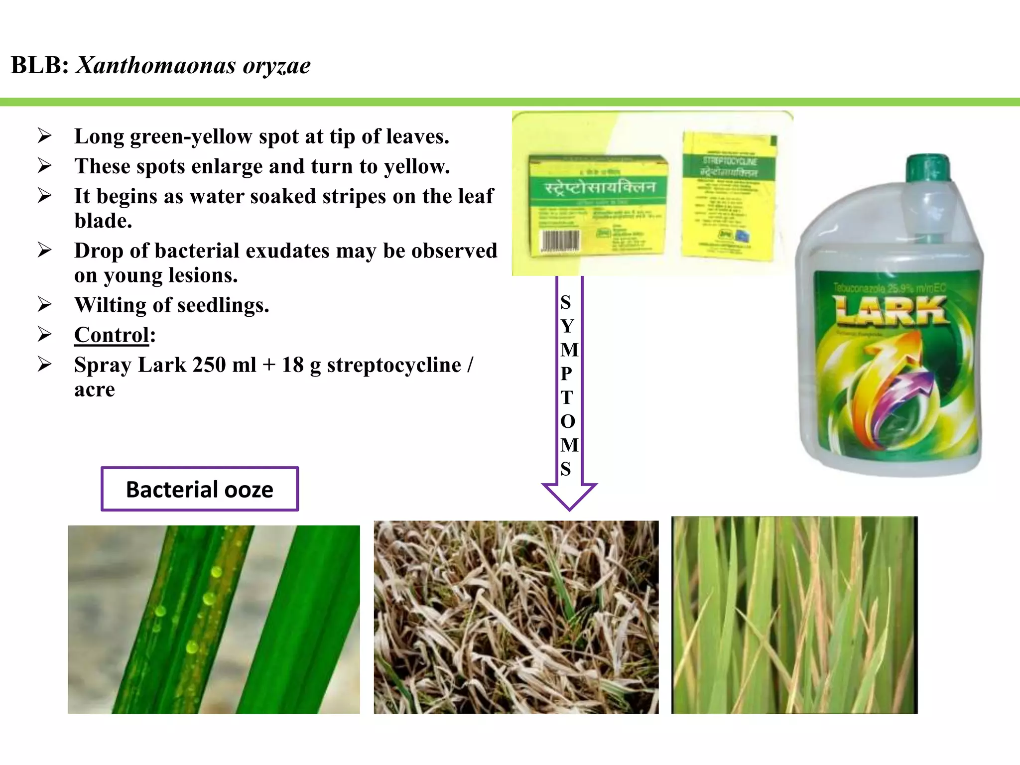 Insect pest and diseases of paddy and its management.pptx ...