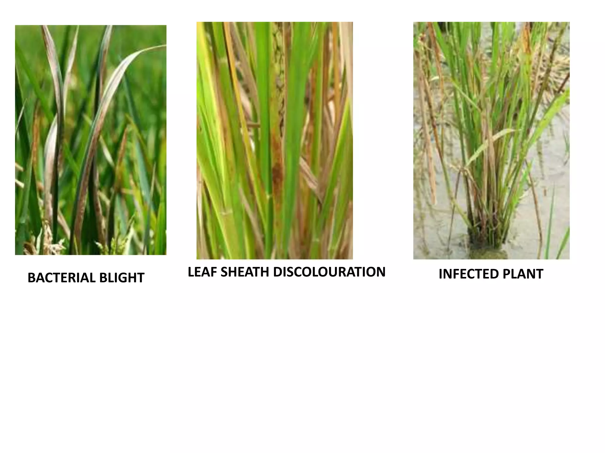 Insect pest and diseases of paddy and its management.pptx