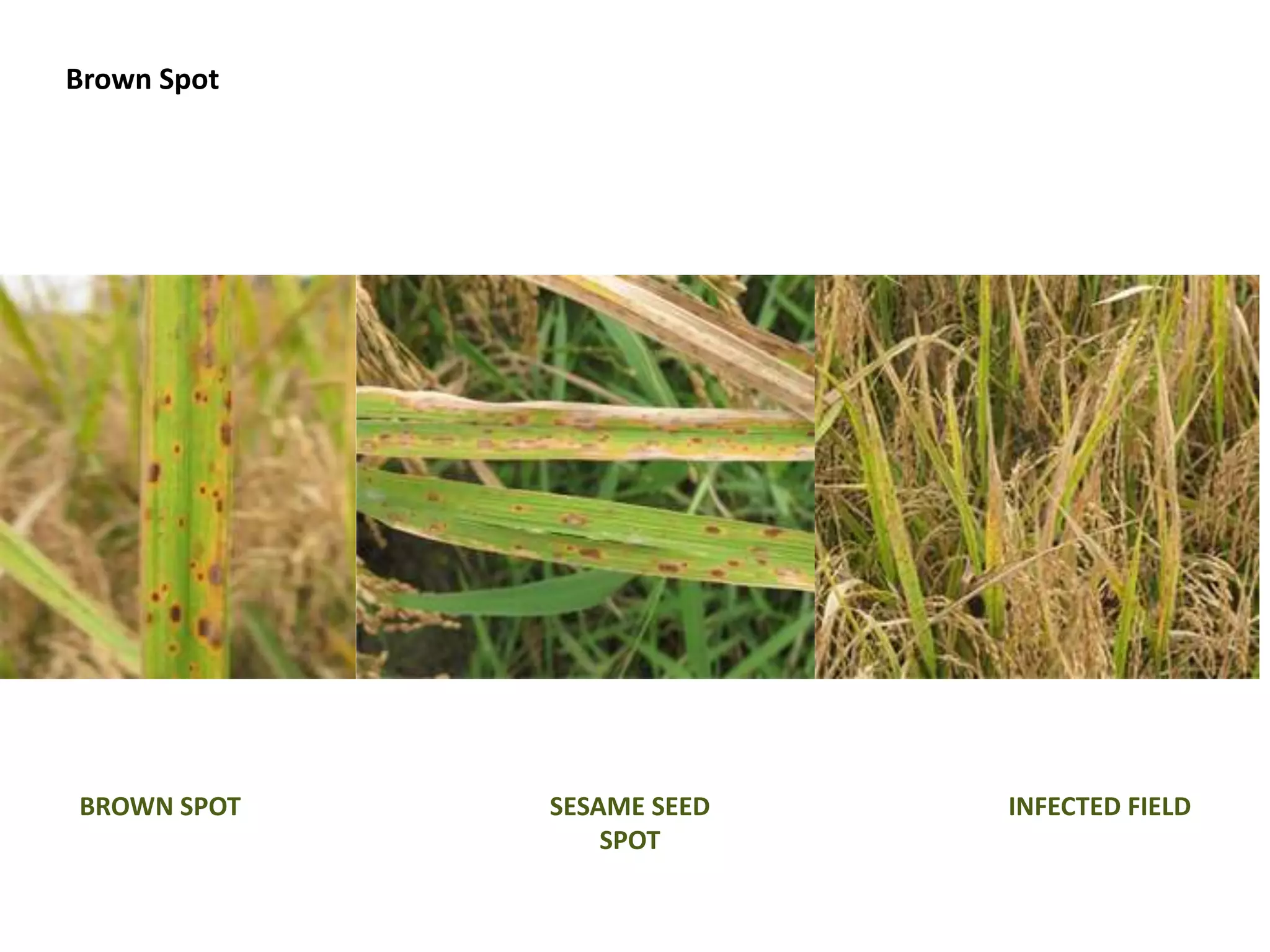Insect pest and diseases of paddy and its management.pptx