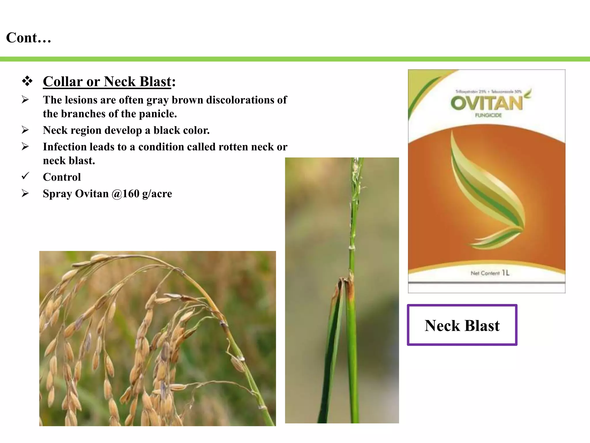 Insect pest and diseases of paddy and its management.pptx