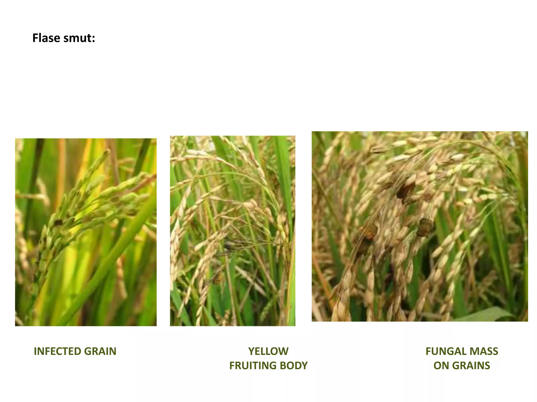 Insect pest and diseases of paddy and its management.pptx