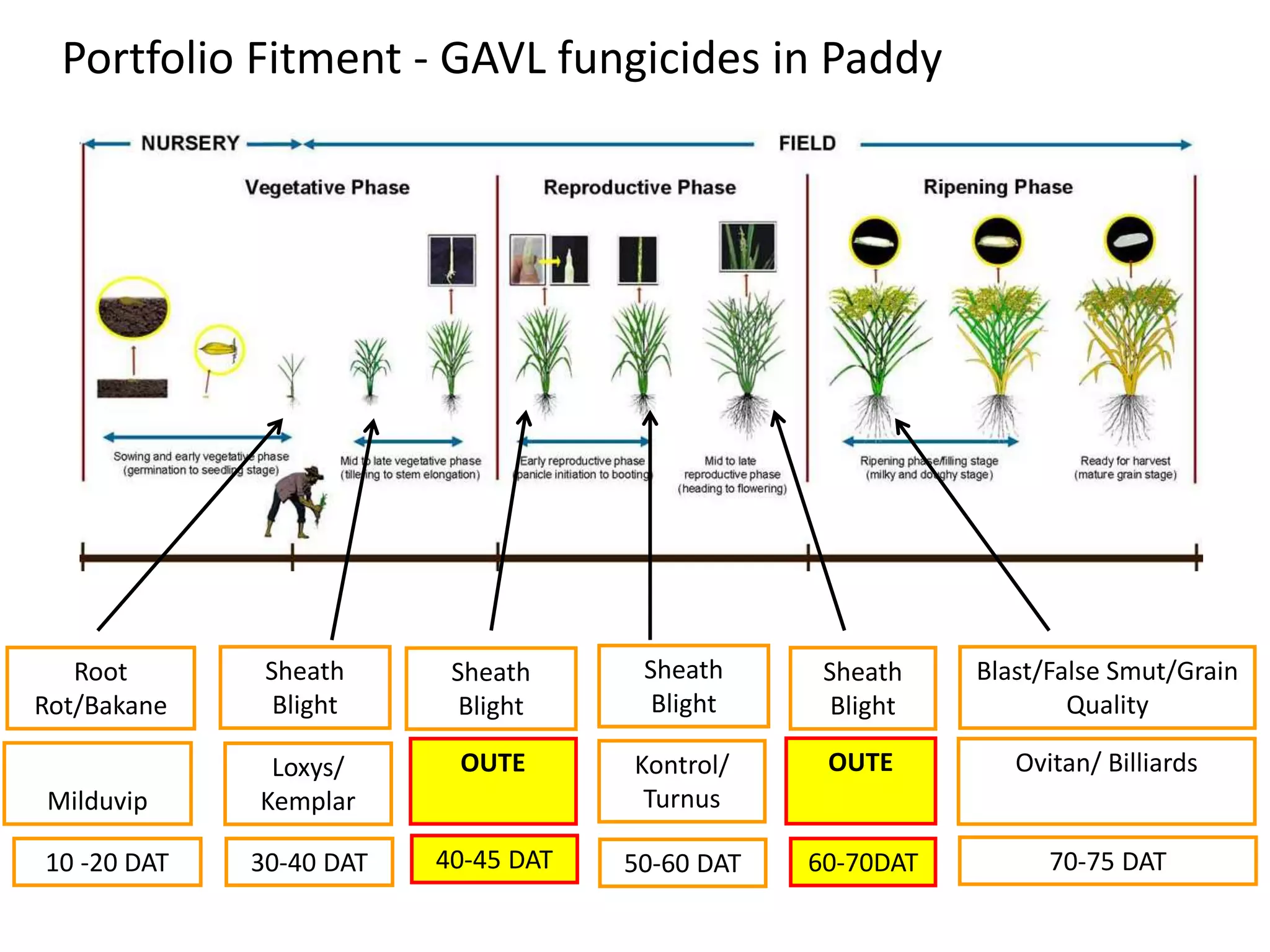 Insect pest and diseases of paddy and its management.pptx