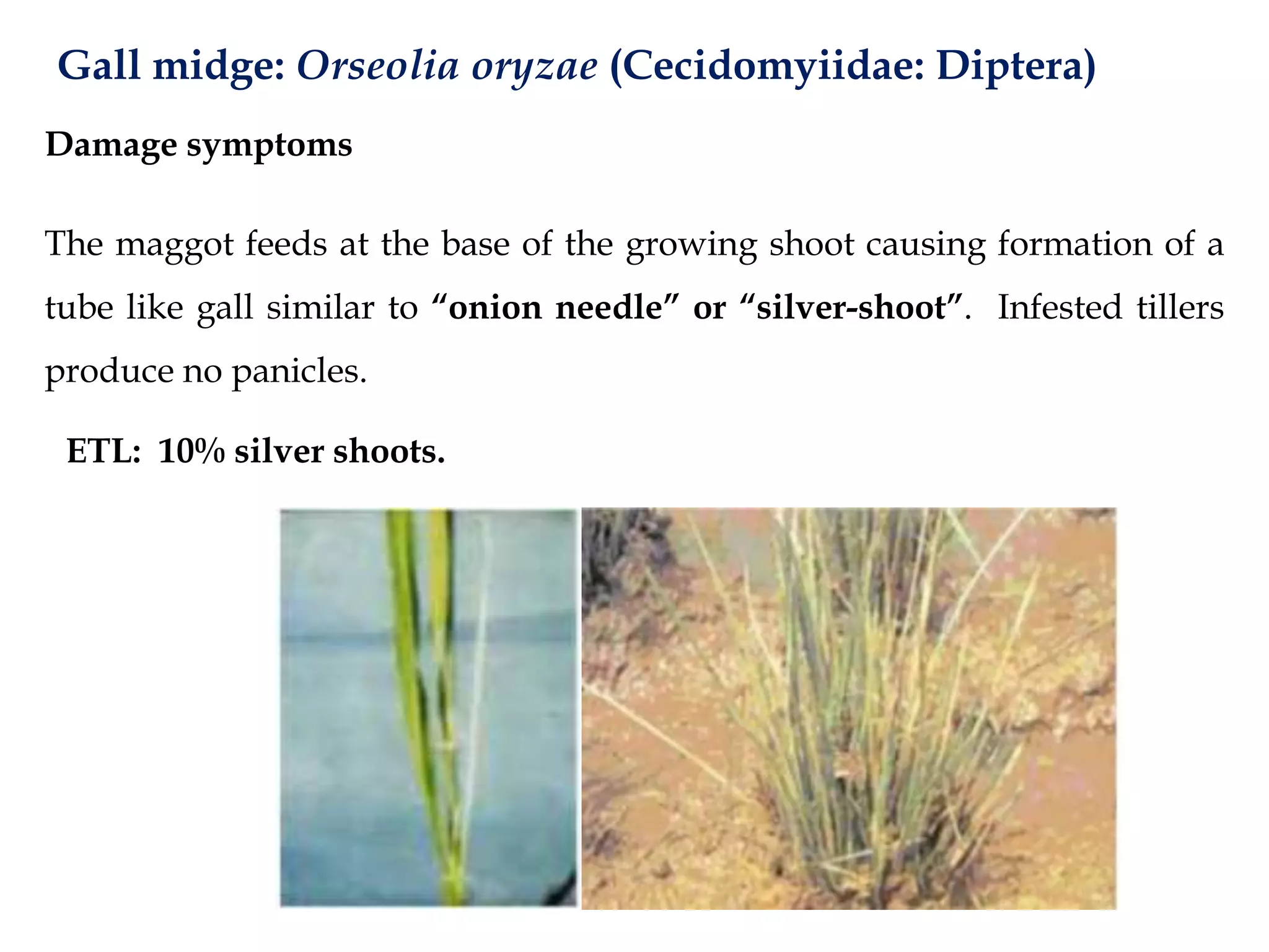 Insect pest and diseases of paddy and its management.pptx