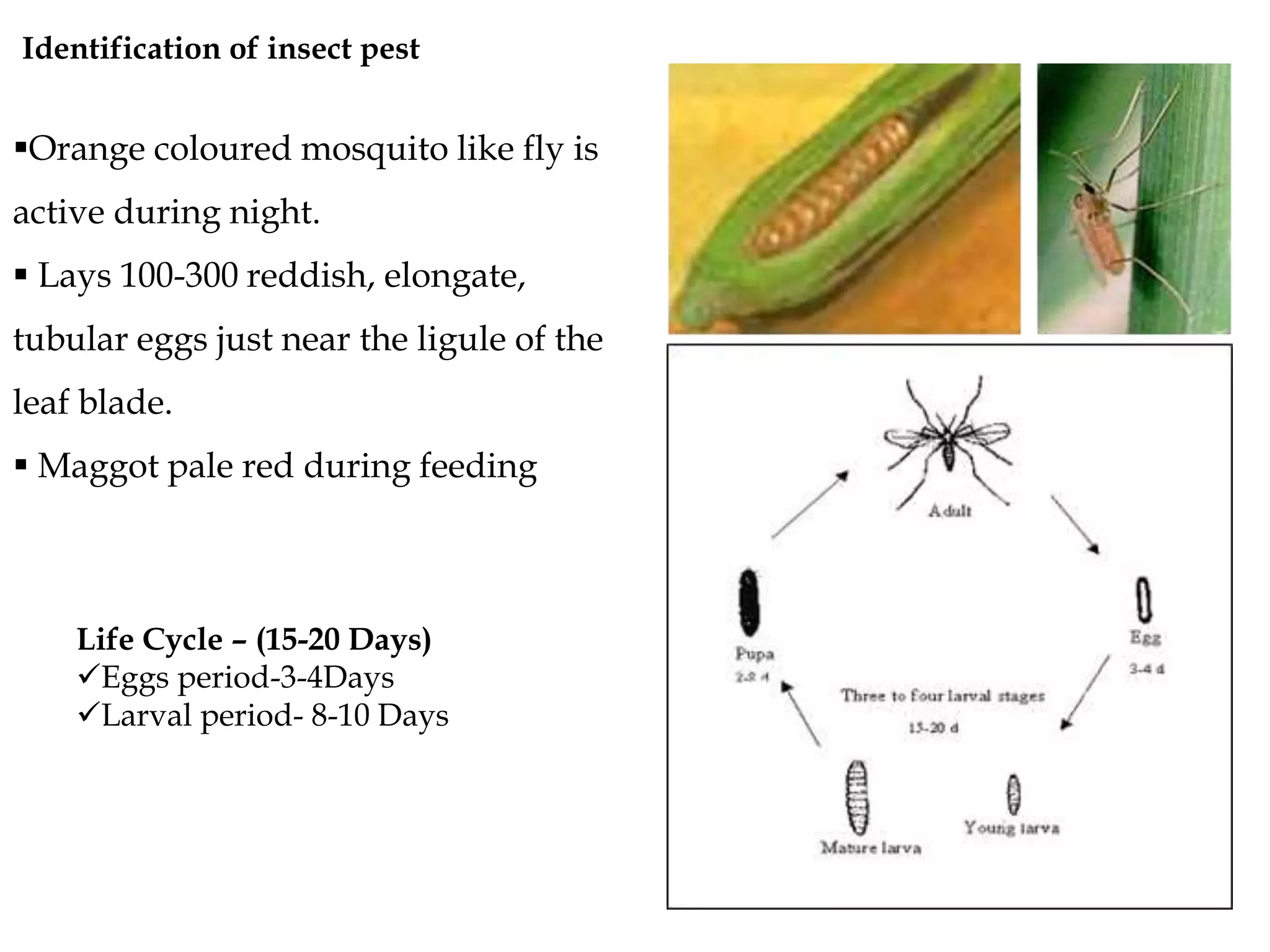 Insect pest and diseases of paddy and its management.pptx