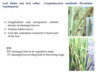 Insect pest and diseases of paddy and its management.pptx