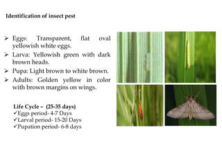 Insect pest and diseases of paddy and its management.pptx