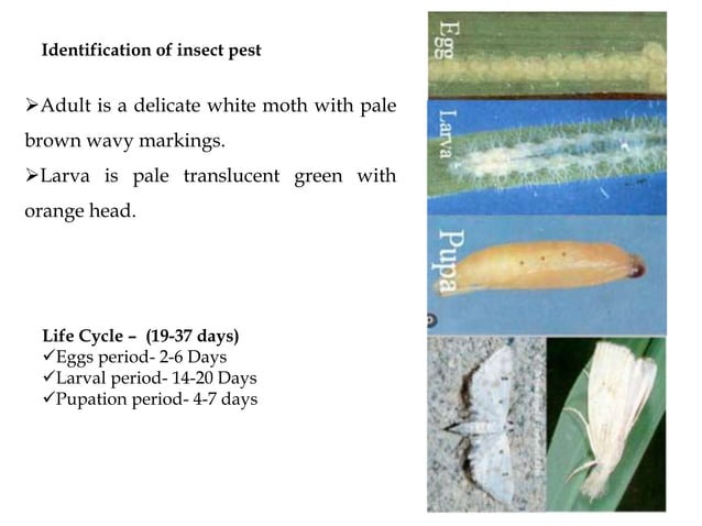 Insect pest and diseases of paddy and its management.pptx ...