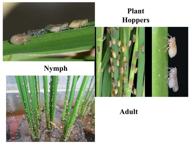 Insect pest and diseases of paddy and its management.pptx ...